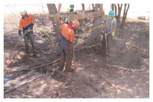 Tree Transplanting – ArborCulture Pte Ltd